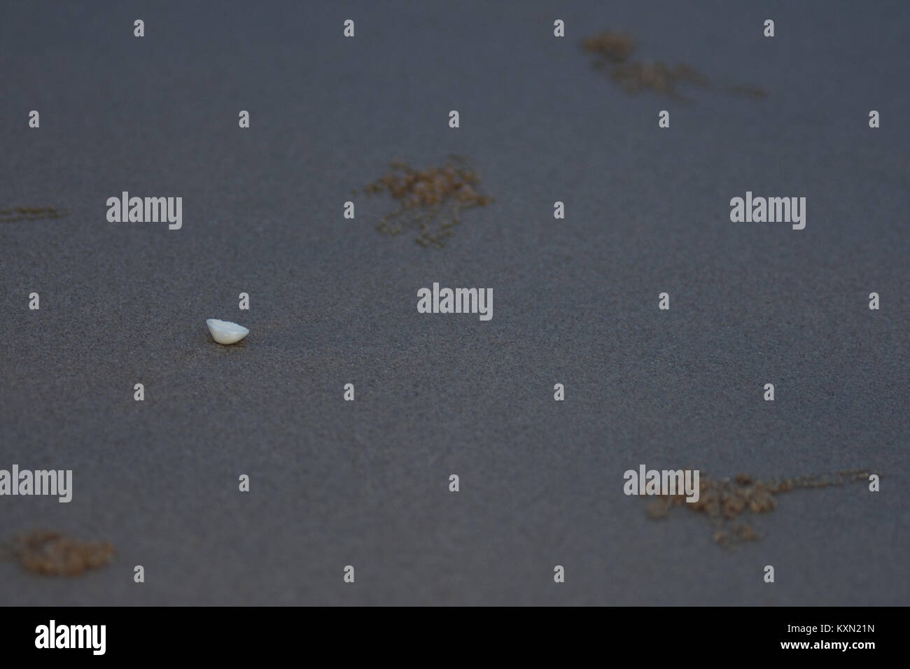 Single shell on sand hi-res stock photography and images - Alamy