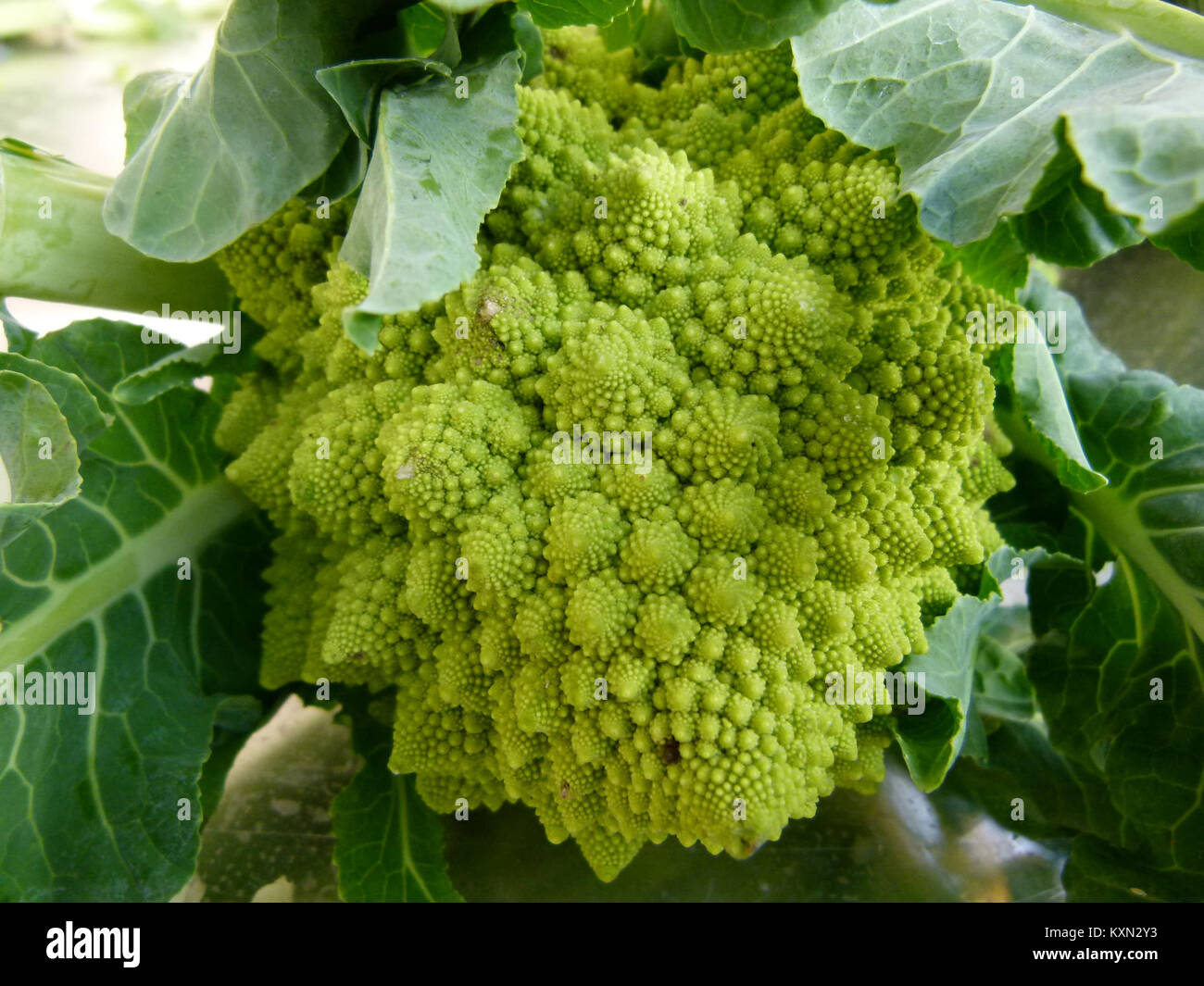 Chou romanesco hi-res stock photography and images - Alamy