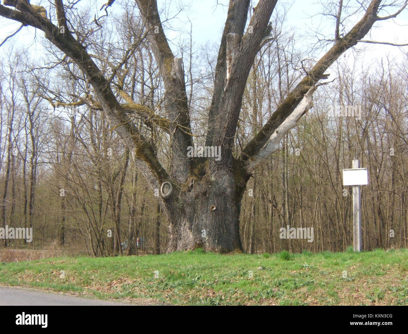 Patko bandi hi-res stock photography and images - Alamy