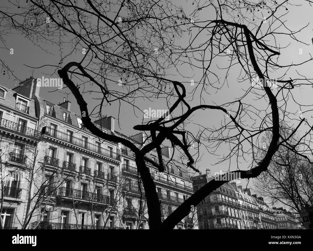 The arbre d'eglingu is a tree species planted along Boulevard Saint ...