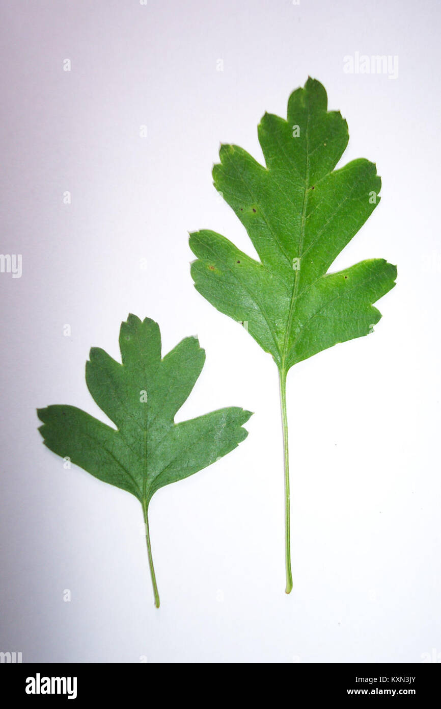 Aubepine hi-res stock photography and images - Alamy