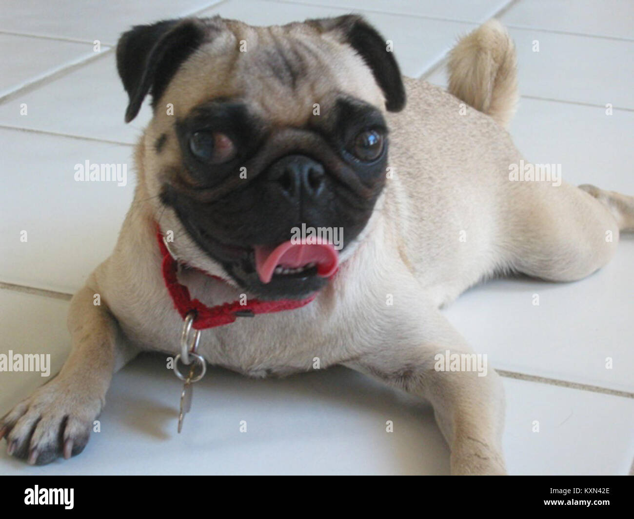 Pet lying down hi-res stock photography and images - Alamy