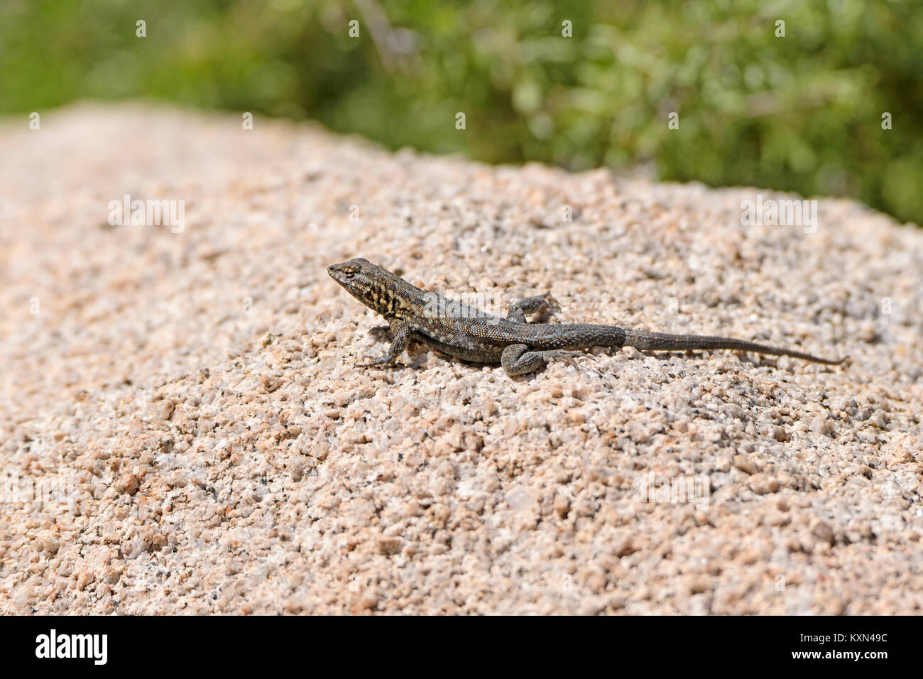 Side Blotched Lizard on a Desert Rock in Joshua Tree National Prak in ...