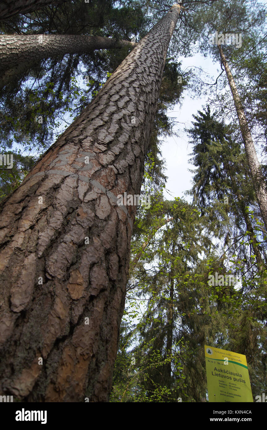 The tallest tree in Lithuania is a notable natural landmark ...