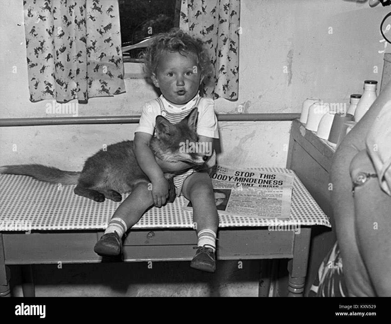 The photograph depicts a tame fox cub living with Mr. and Mrs. Gordon ...