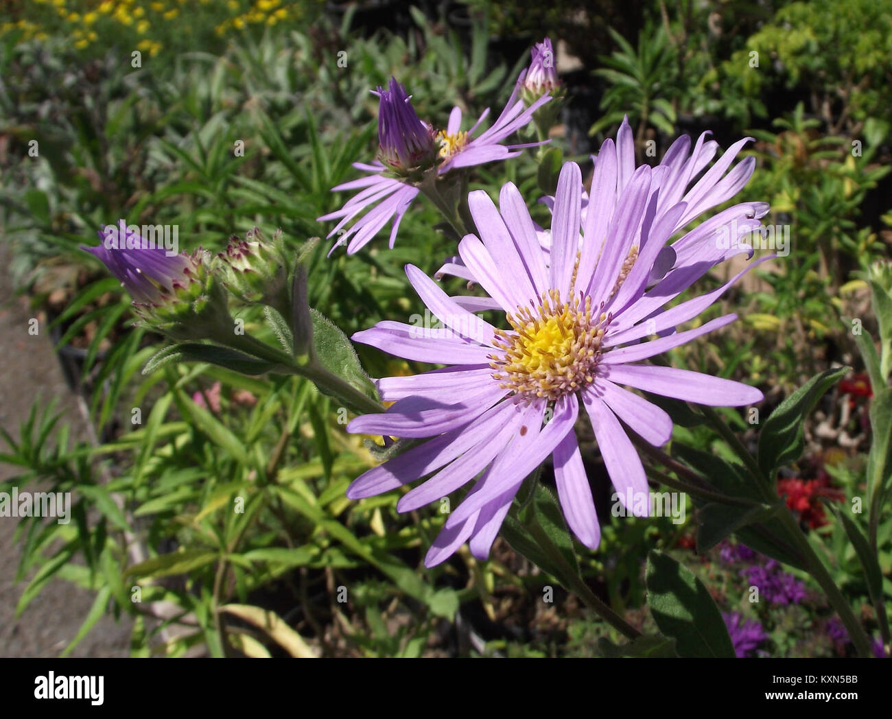 Aster plant varieties hi-res stock photography and images - Alamy