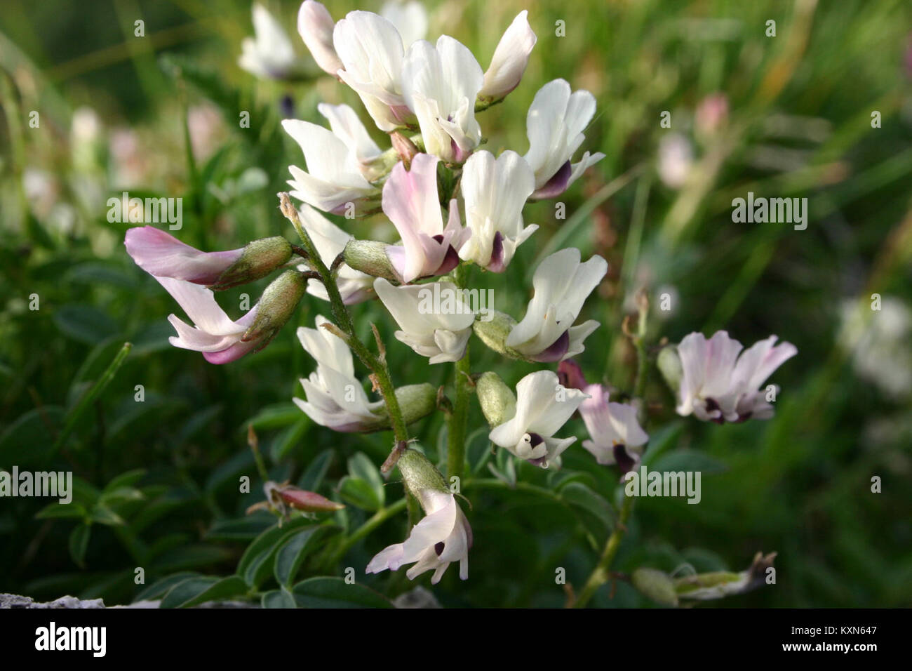 Photograph of Astragalus australis, a plant species known as Southern ...