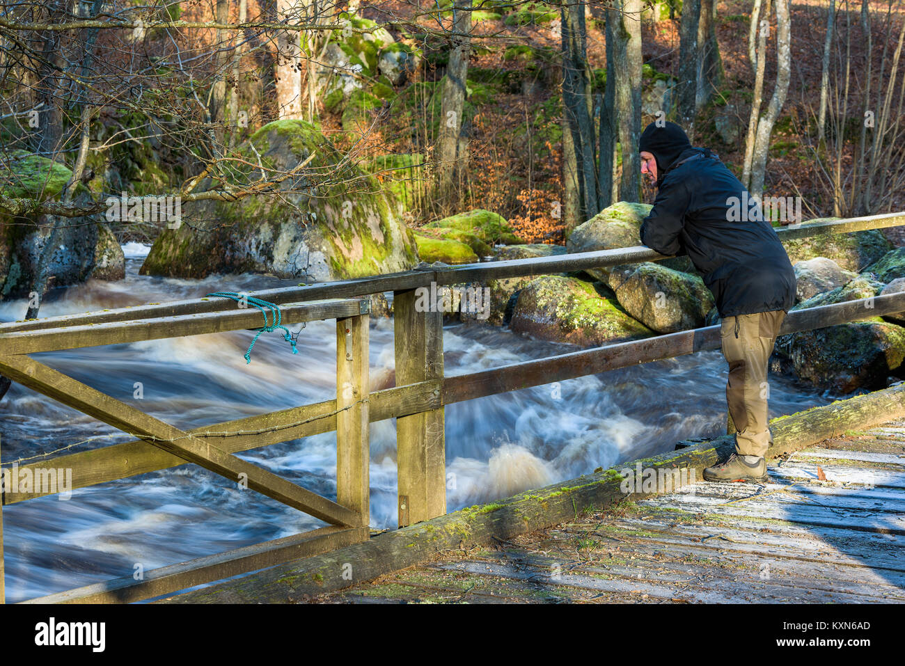 Male hiker standing on murky wooden bridge overlooking the spring flood ...