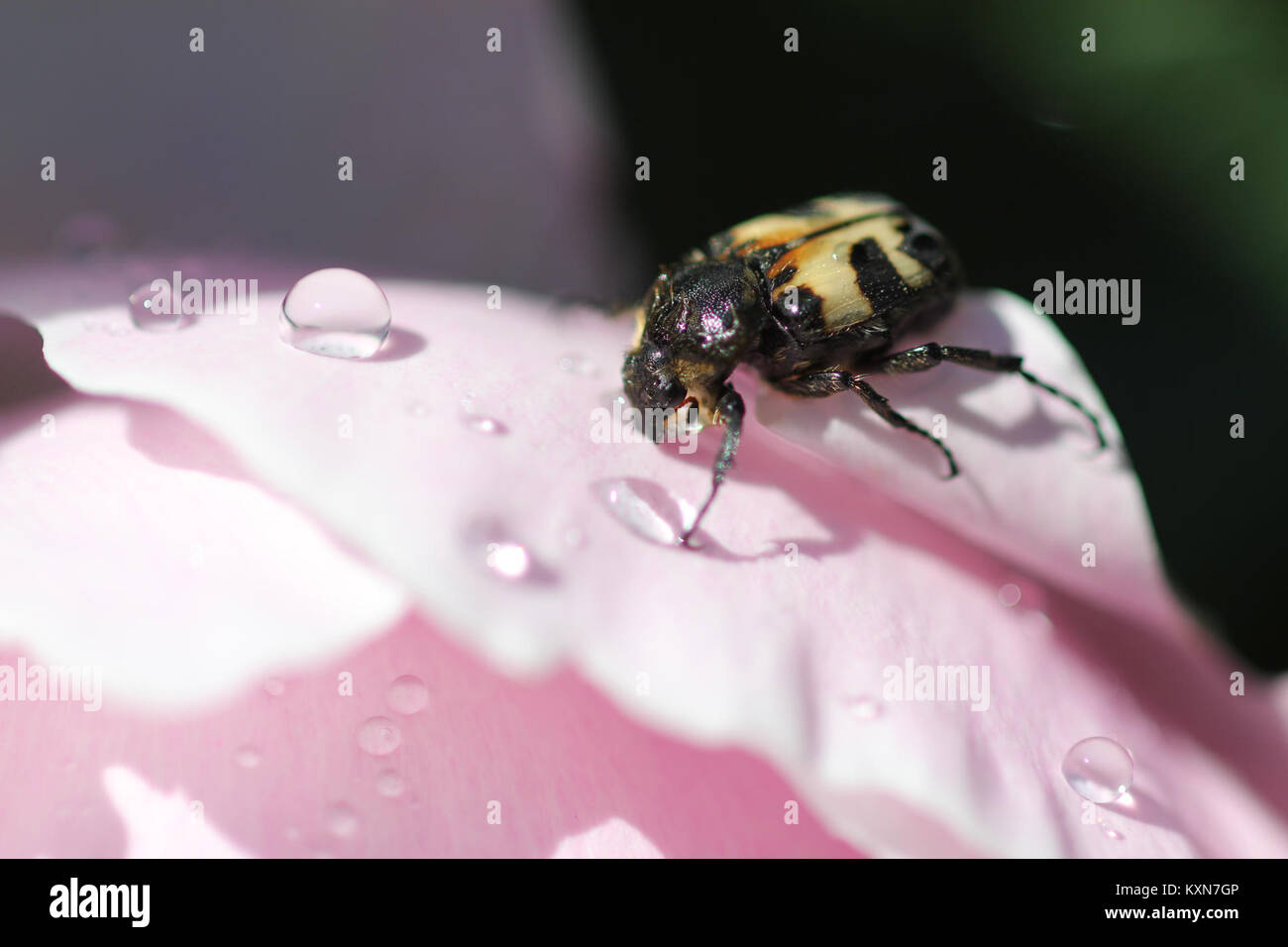 This title describes an image of a beetle drinking water from a flower ...