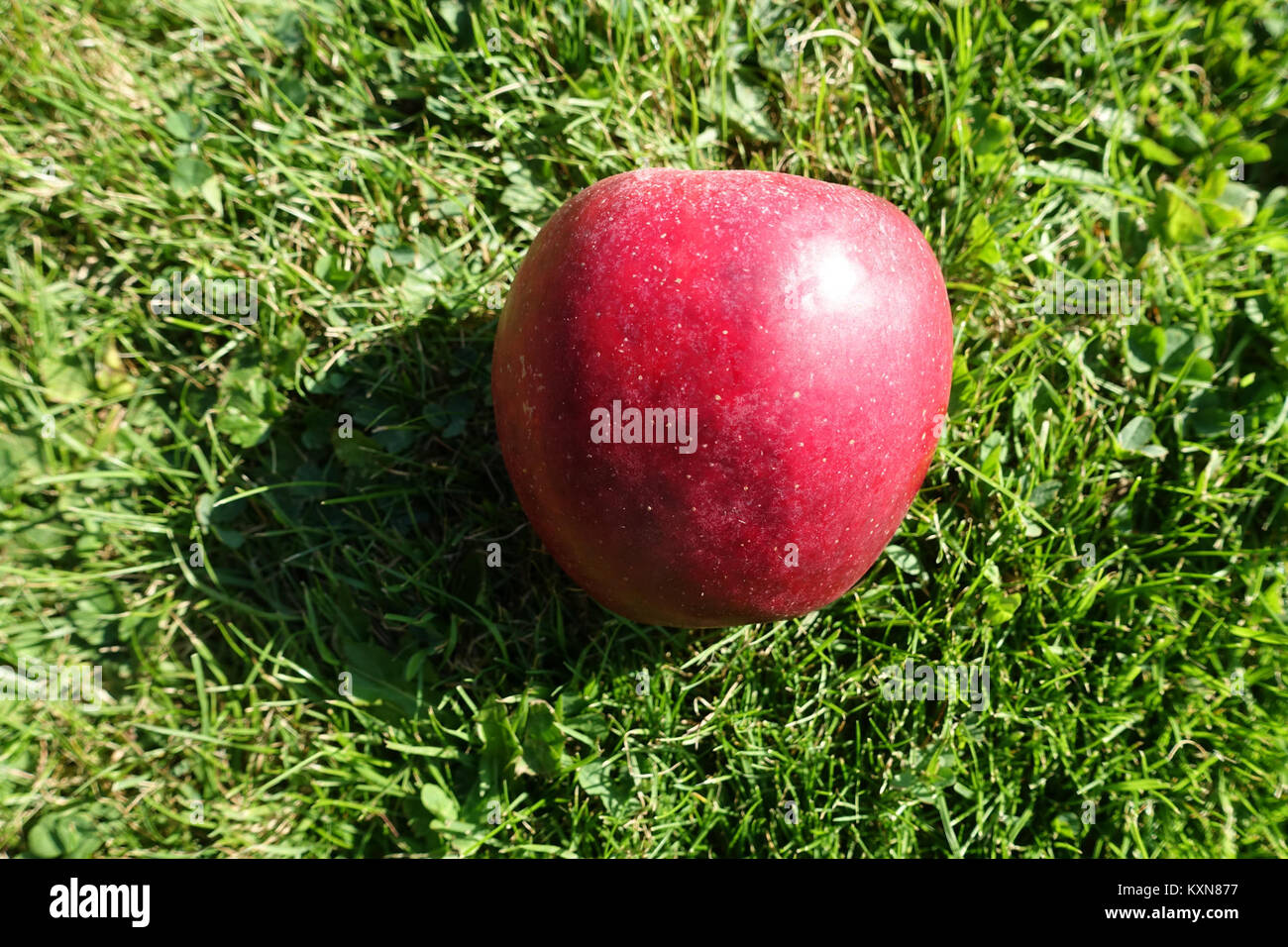 This photograph shows an apple tree in the Bergianska Garden in ...