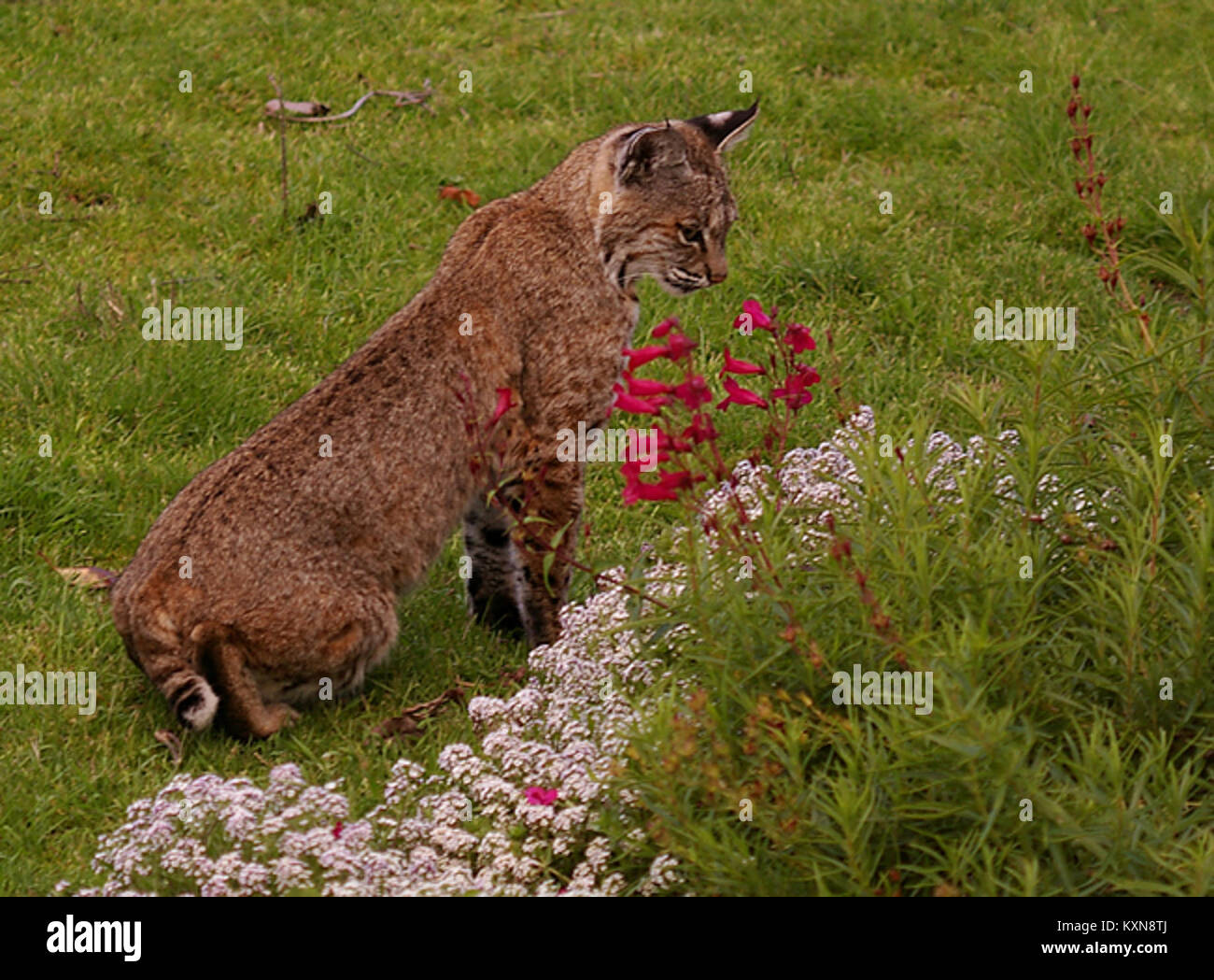 This photograph depicts a bobcat (Lynx rufus) in its natural habitat ...
