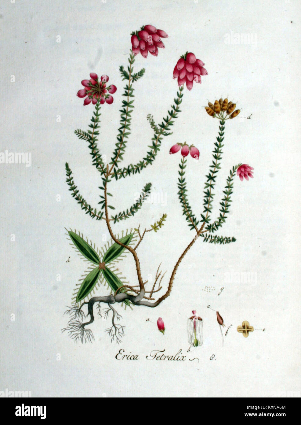 Erica tetralix — Flora Batava — Volume v1 Stock Photo - Alamy