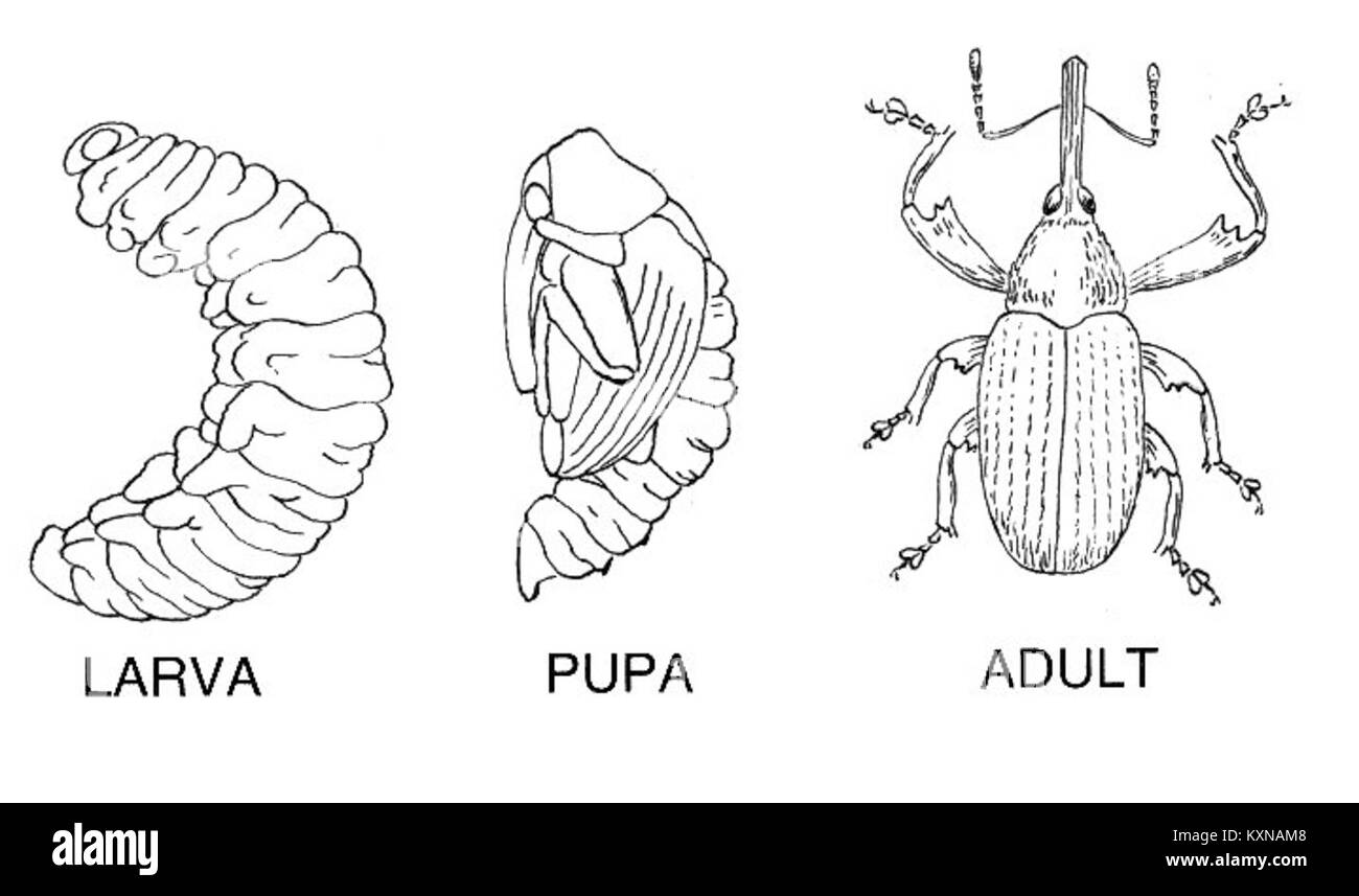 Boll Weevil (PSF Stock Photo - Alamy