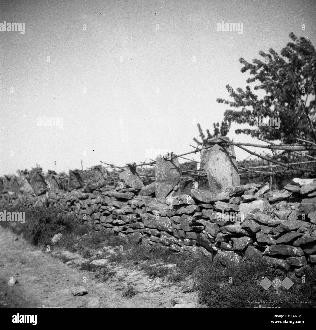 A photograph from 1950 showing a 'Stupica' vineyard in Slovenia, with a ...