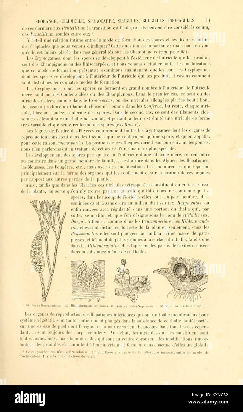 This work focuses on the classification and study of cryptogamic plants ...