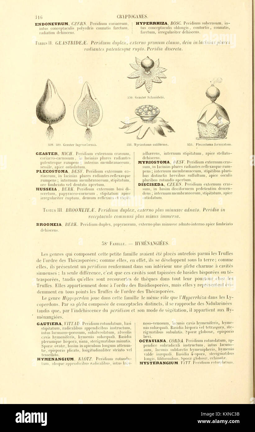 A page from a botanical work on cryptogamic plants, detailing the ...
