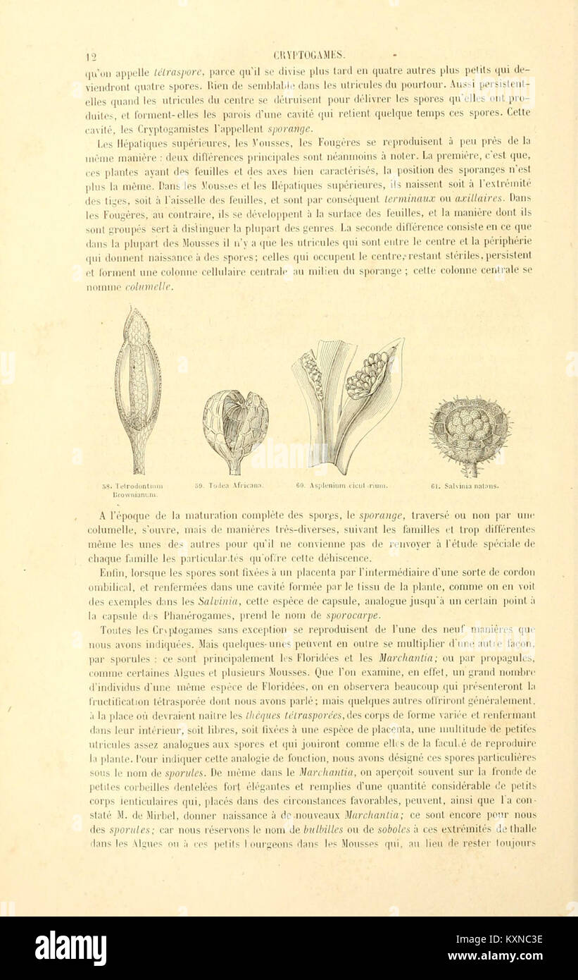 A work on cryptogamic botany, describing the natural families of lower ...