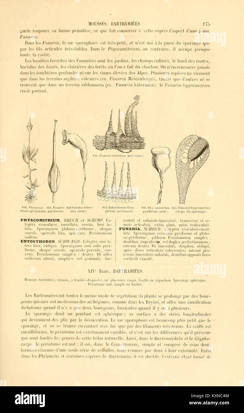 Botanique cryptogamique, a scientific reference on lower plants ...