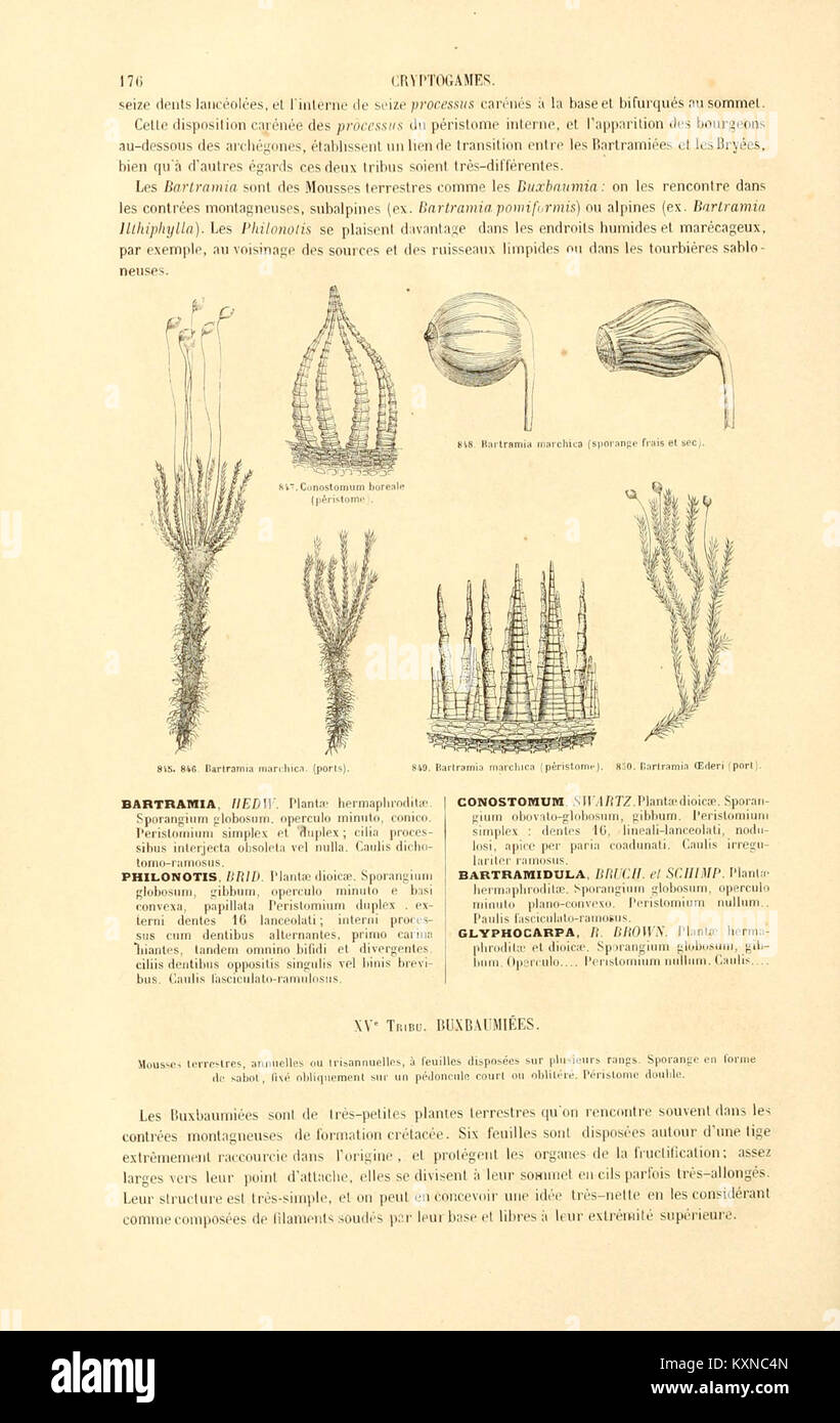 An illustration from the 'Botanique cryptogamique' showing the natural ...
