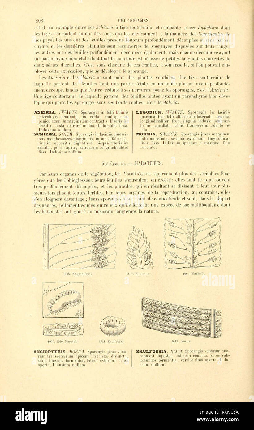 Page from Botanique cryptogamique detailing classification of lower ...