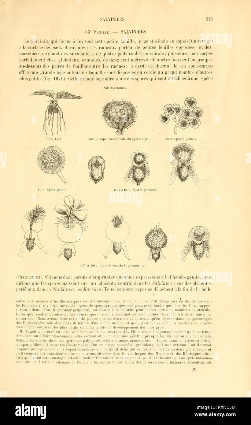 'Botanique cryptogamique' is a scientific work focused on cryptogamic ...