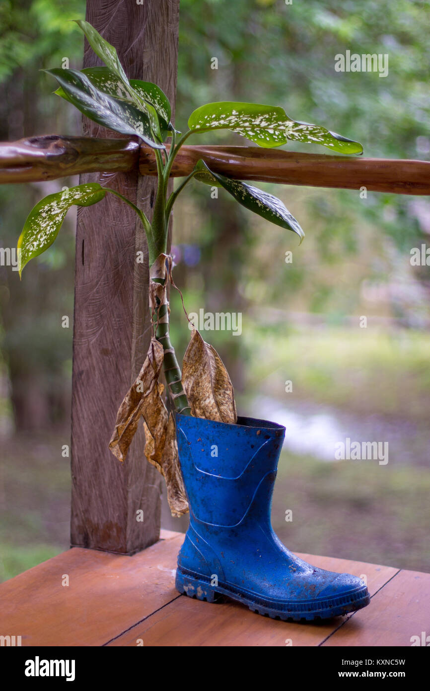 Plant in water boot Stock Photo - Alamy