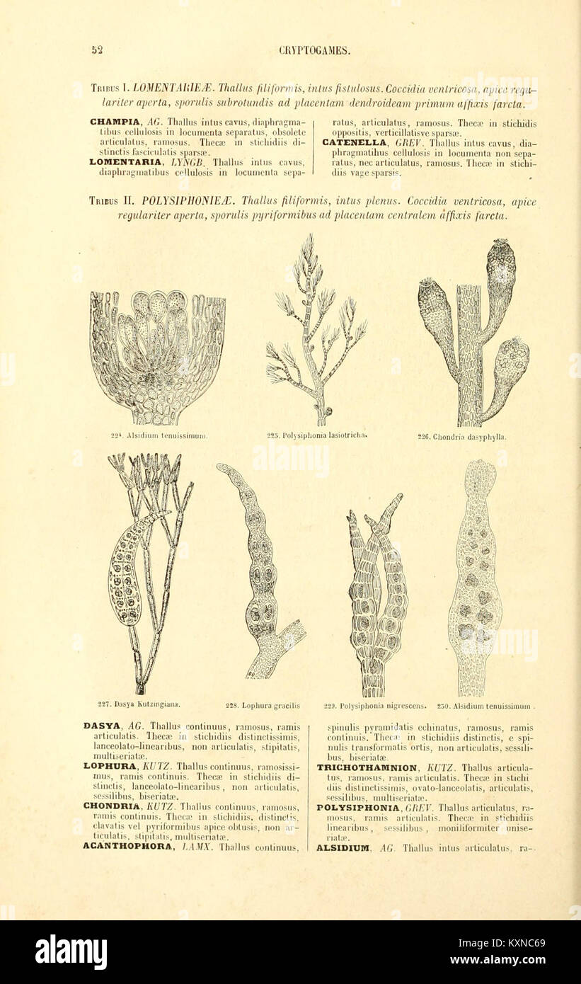 This page from 'Botanique cryptogamique' illustrates the natural ...