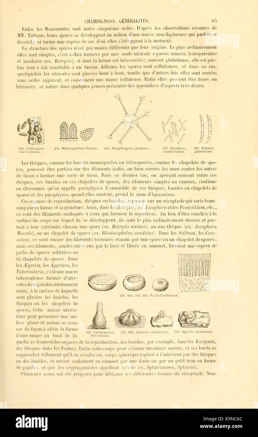 This illustration from 'Botanique cryptogamique' explores the natural ...