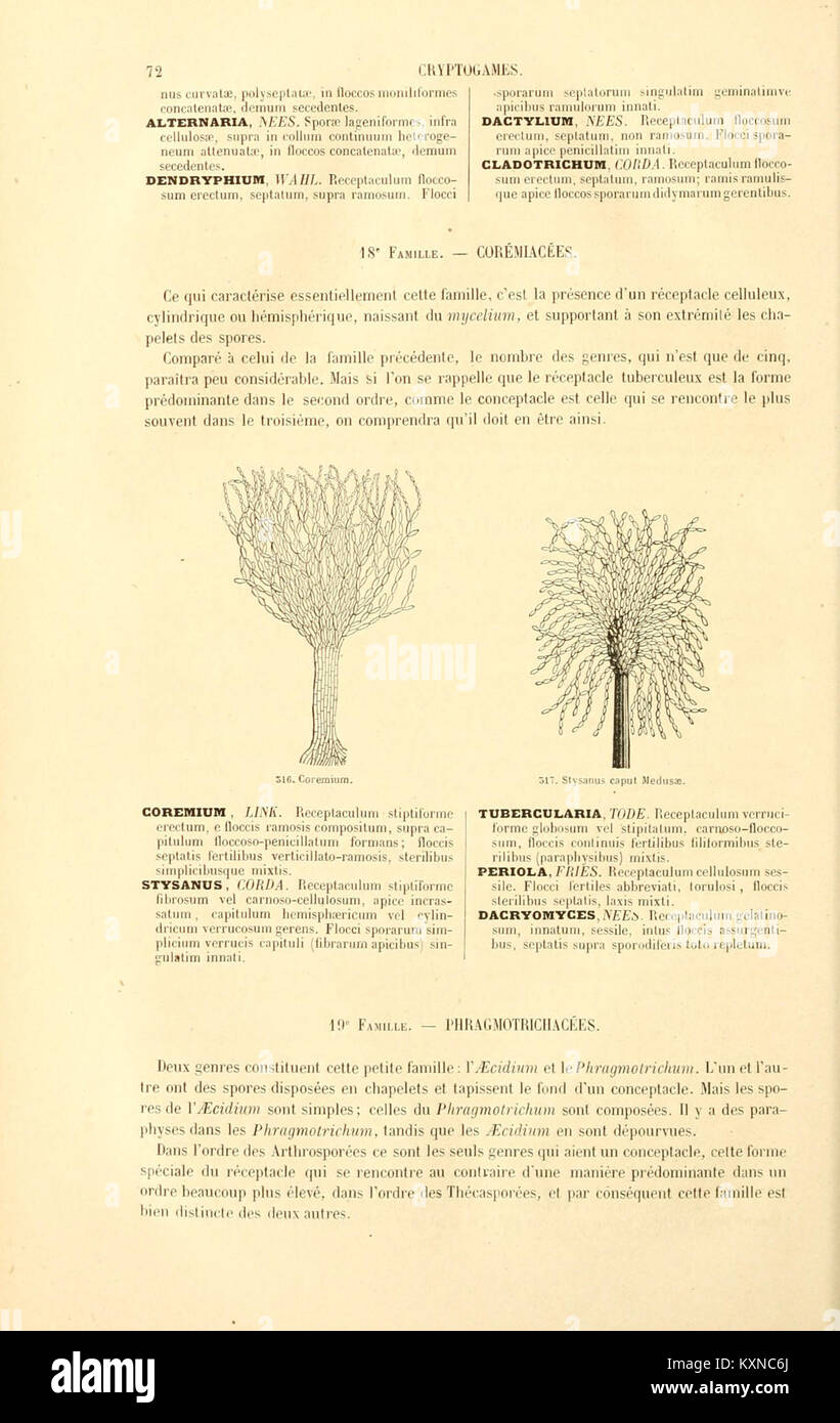 A botanical study on cryptogamic plants, detailing their natural ...