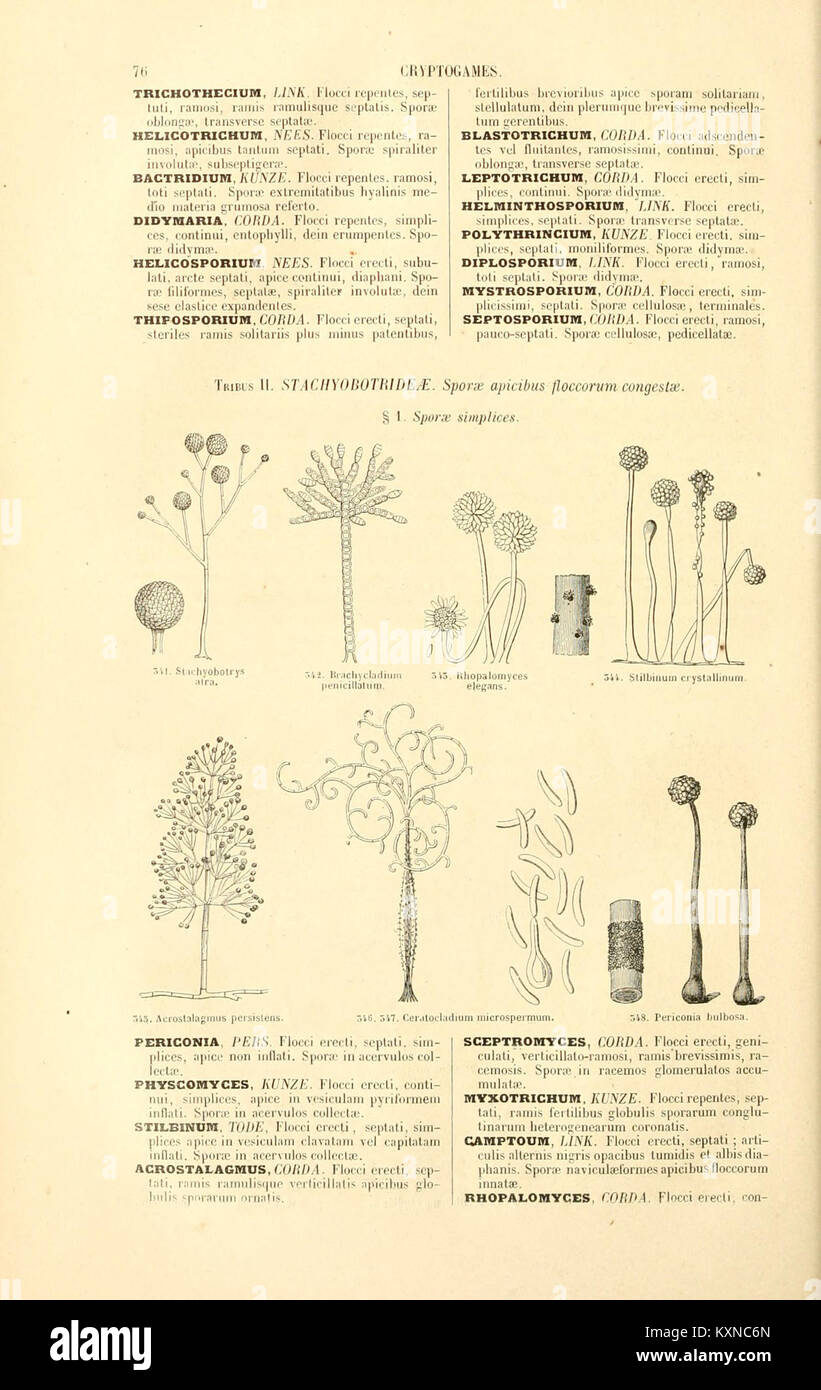 This page from 'Botanique cryptogamique' discusses the natural families ...