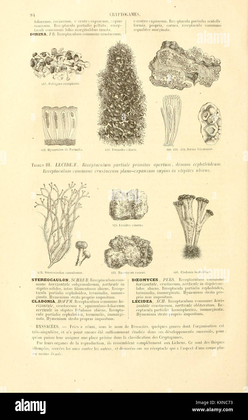 This page from 'Botanique cryptogamique', a botanical work, details the ...