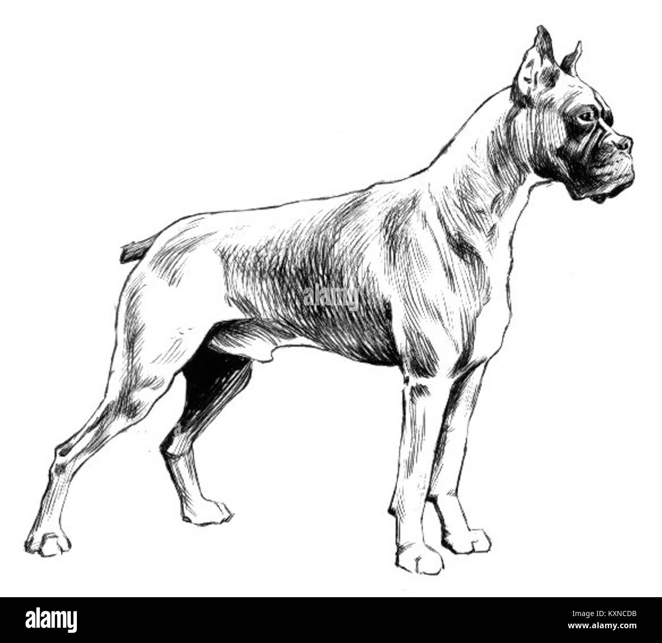 Boxer during match Black and White Stock Photos & Images - Alamy