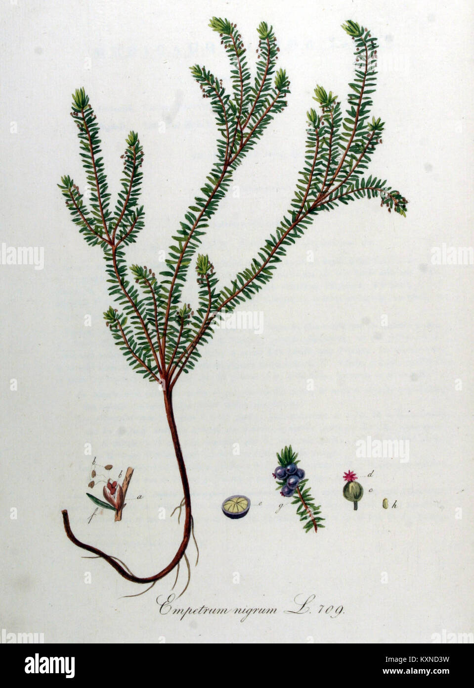 Empetrum nigrum, also known as black crowberry, is a low-growing shrub ...