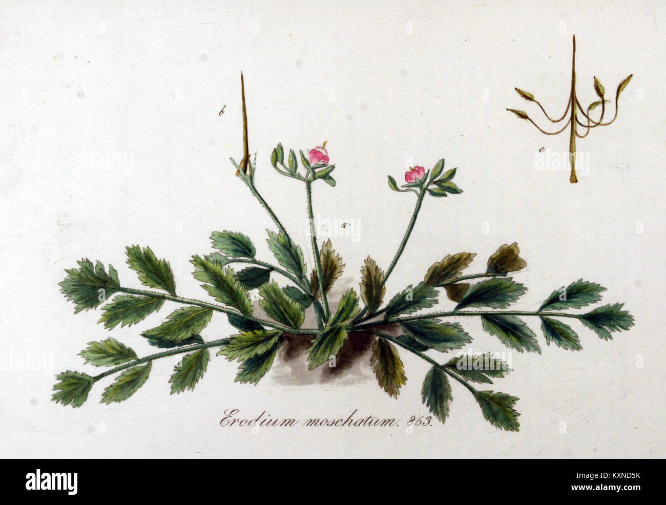 Erodium moschatum is a plant species in the genus Erodium, family ...
