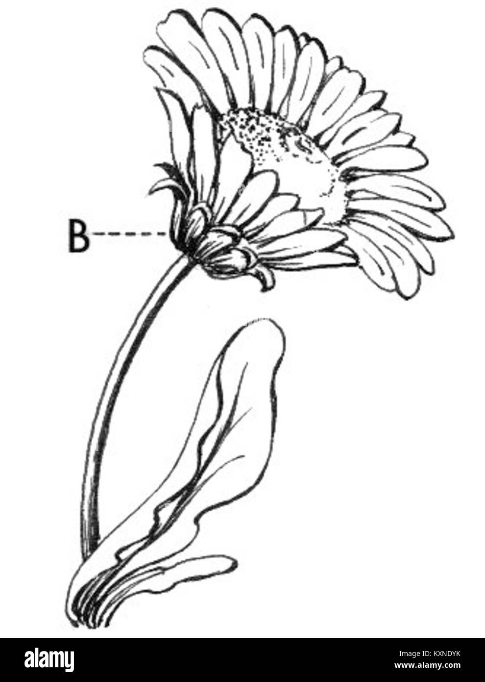 A bract is a specialized leaf or scale that typically surrounds a ...