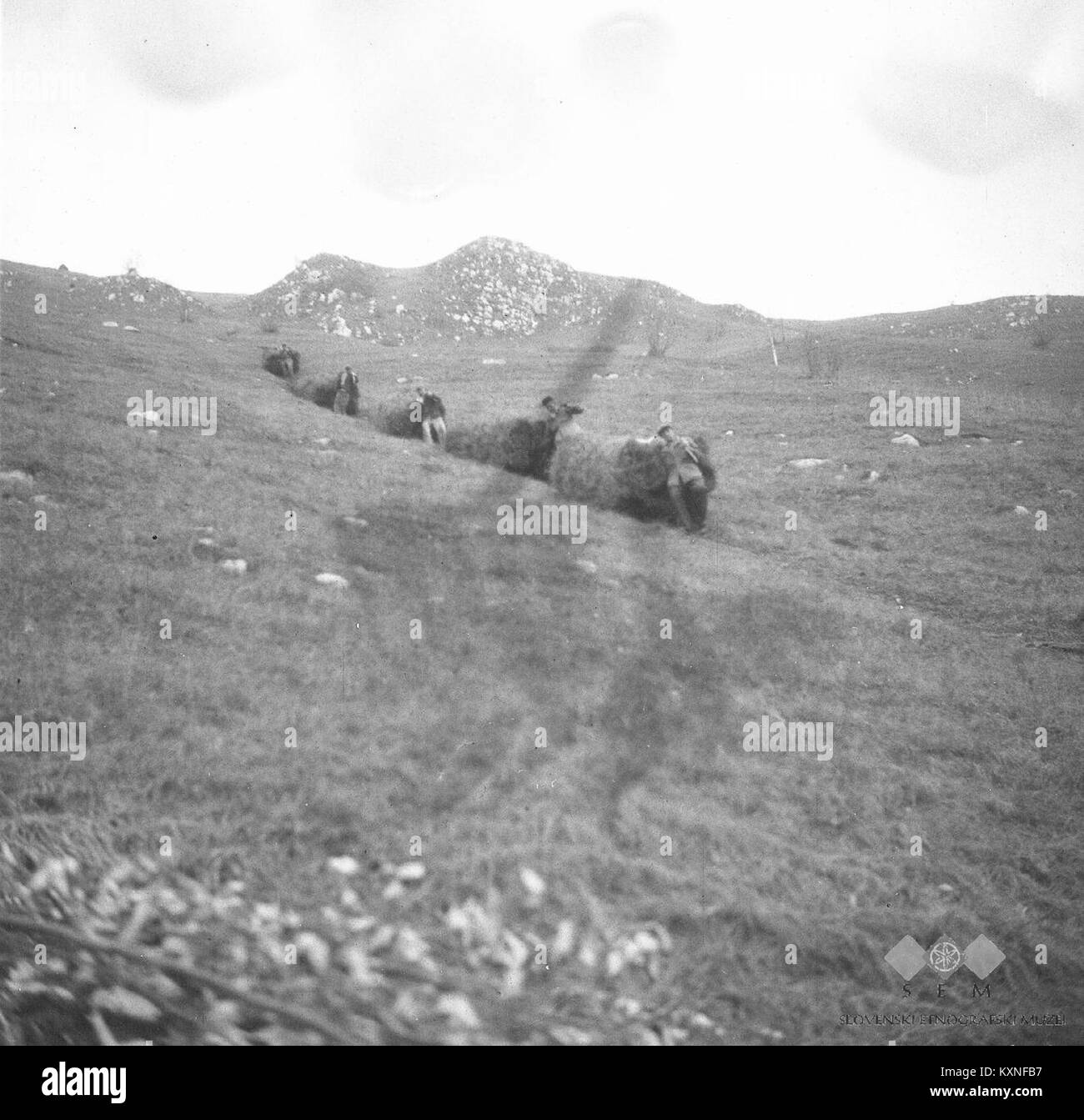 A 1951 photograph in Potoki, Slovenia, depicts rural agricultural life ...