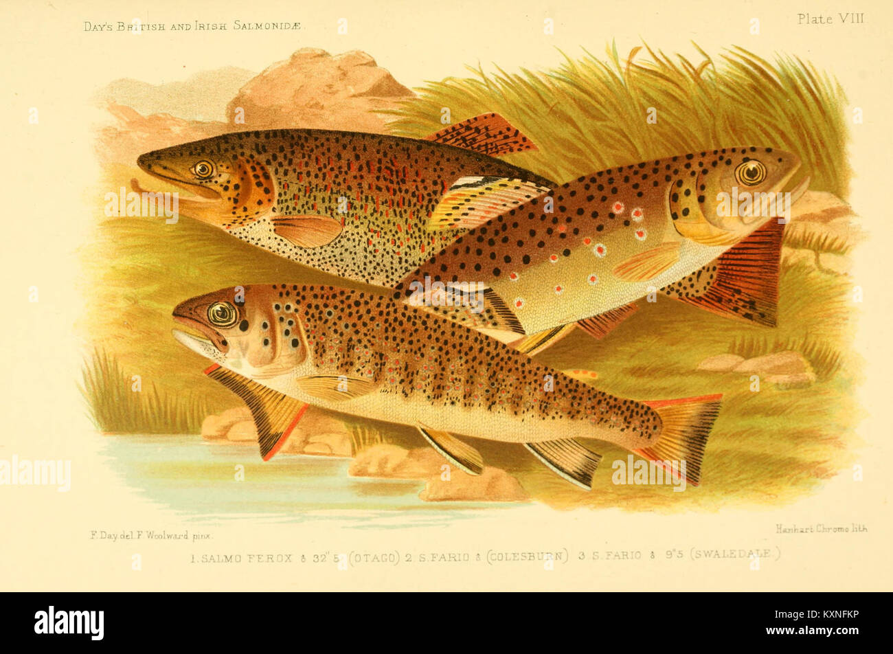 An illustration from a scientific text showing British and Irish ...