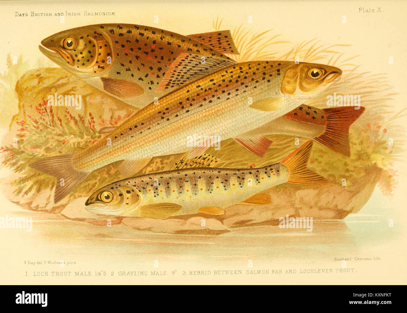 Plate X from British and Irish Salmonidæ illustrates various salmonid ...