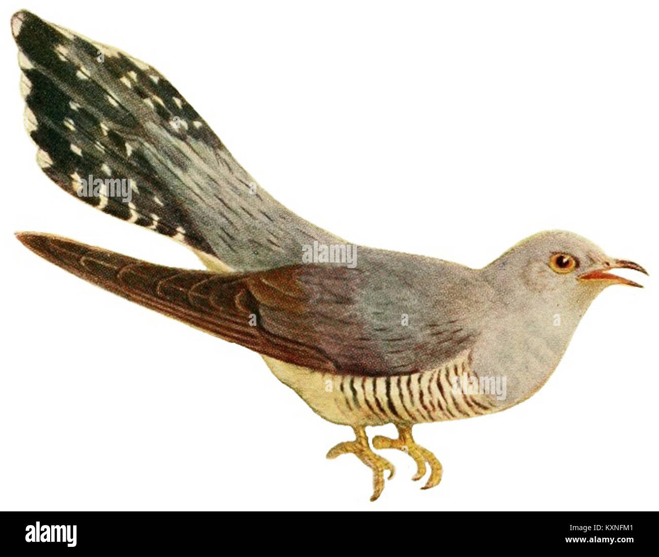This image shows the British cuckoo (Cuculus canorus), a species known ...