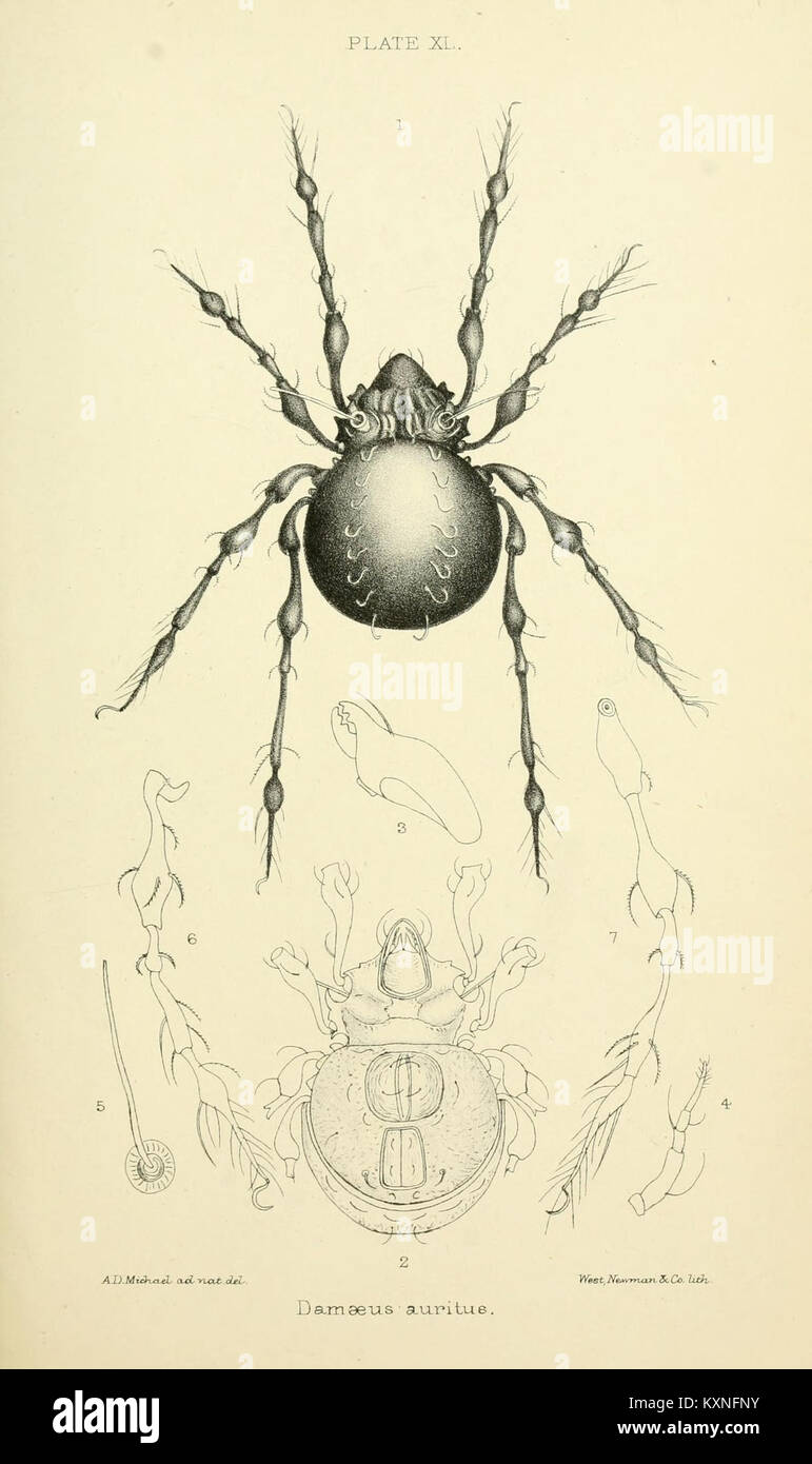 A photograph of a British Oribatid mite, captured under a microscope ...