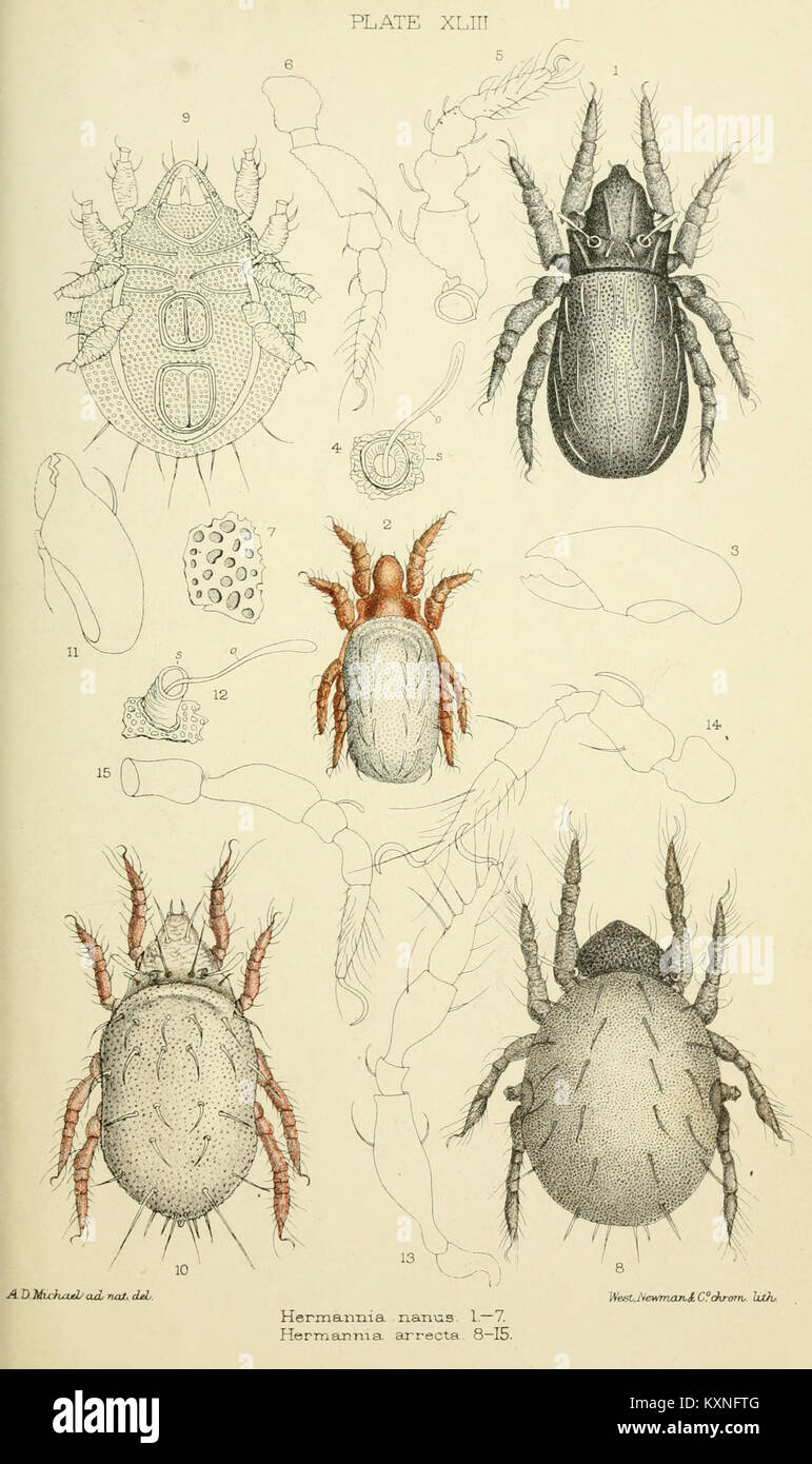 This plate features British Oribatid mites, a species from the class ...