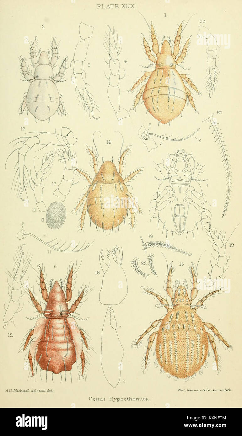 This scientific illustration from the British Oribatid series depicts a ...