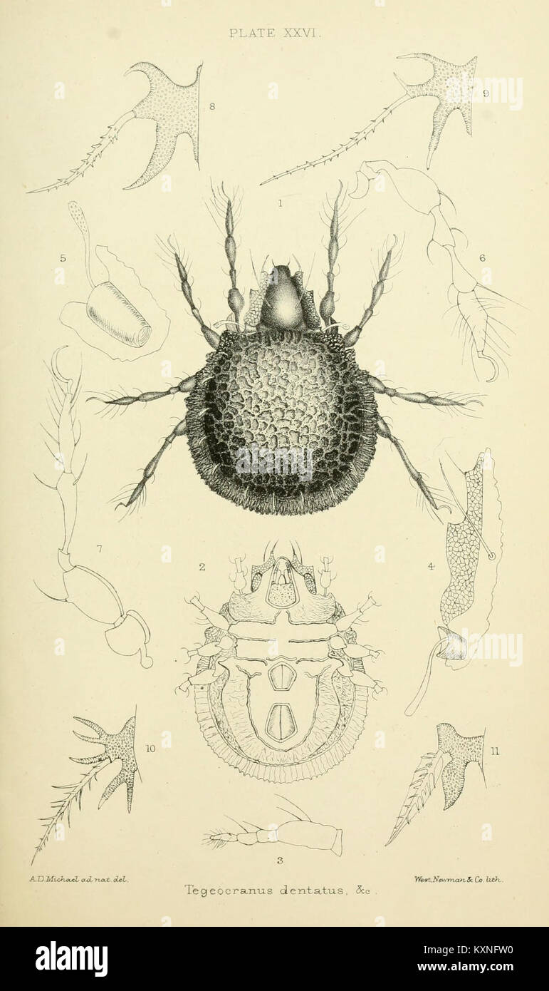 This illustration from 'British Oribatid' presents a detailed depiction ...