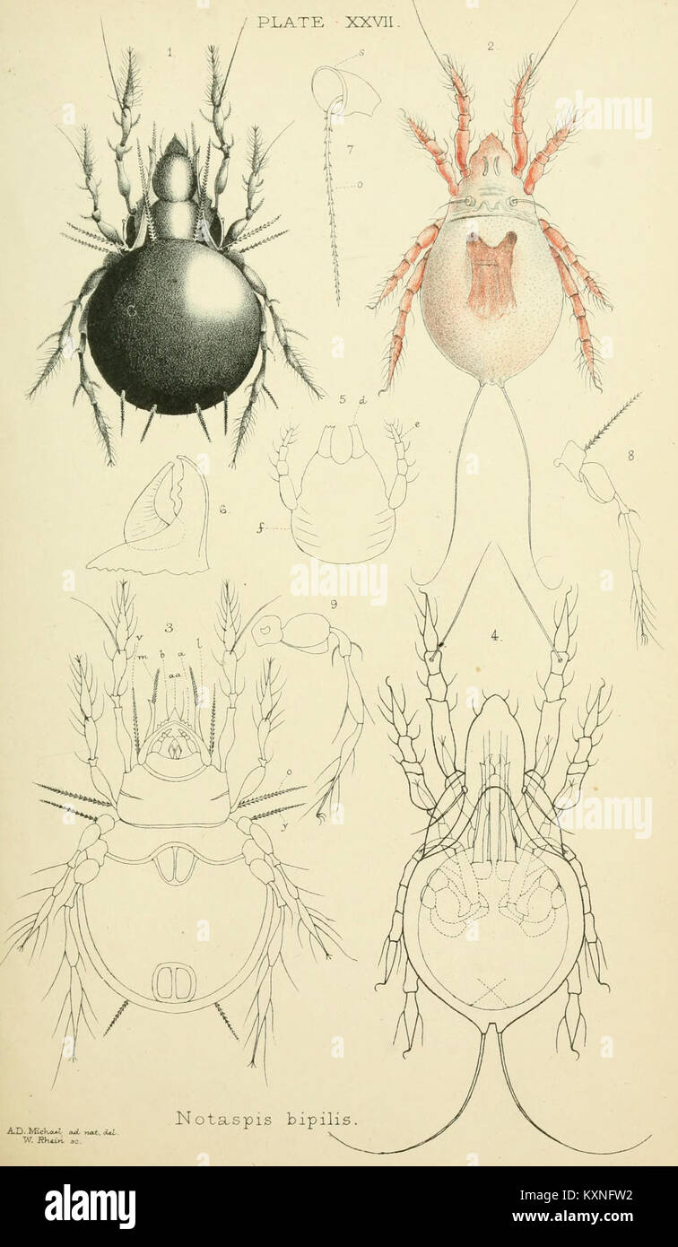 An illustration of the British Oribatid, a type of mite, shown in Plate ...
