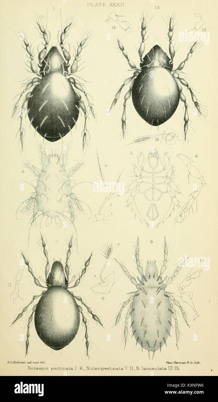 This image showcases a British Oribatid, a type of mite from the ...