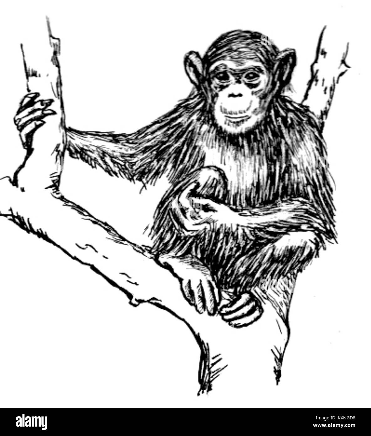 Old chimpanzee Cut Out Stock Images & Pictures - Alamy