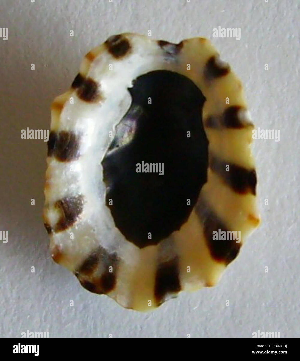 Cellana High Resolution Stock Photography and Images - Alamy