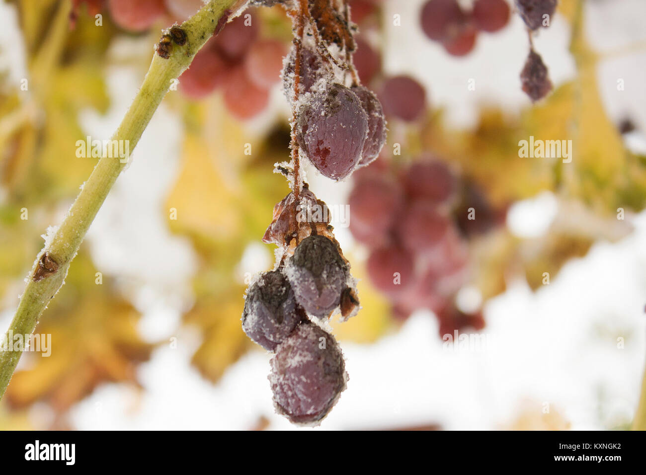 grapes in winter Stock Photo - Alamy