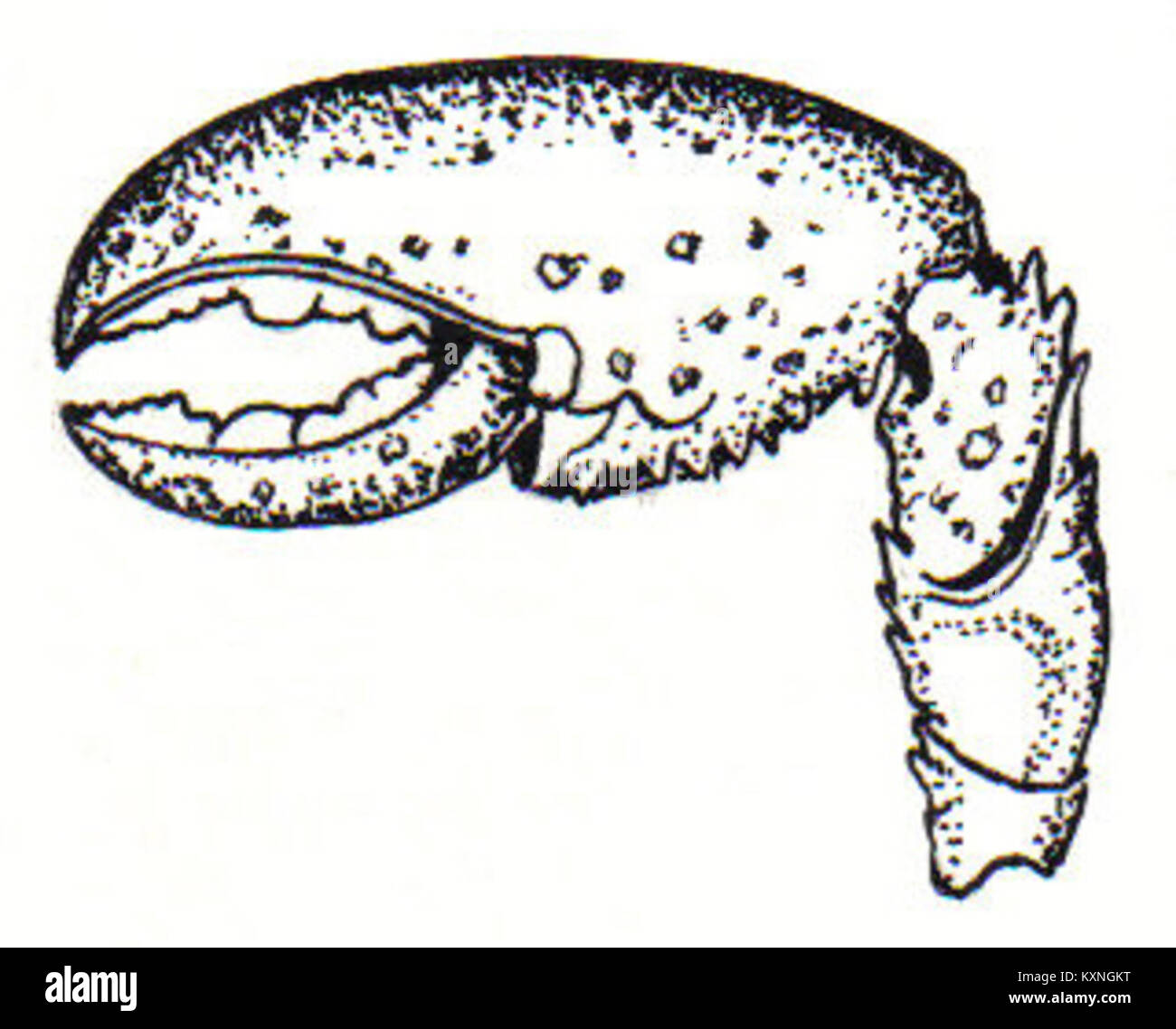 Recorded feature Cut Out Stock Images & Pictures - Alamy