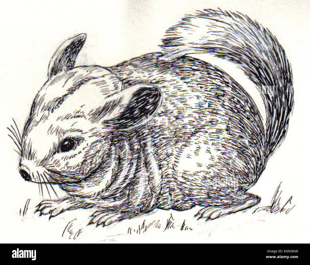 Chinchilla is a small rodent species native to the Andes, known for its ...